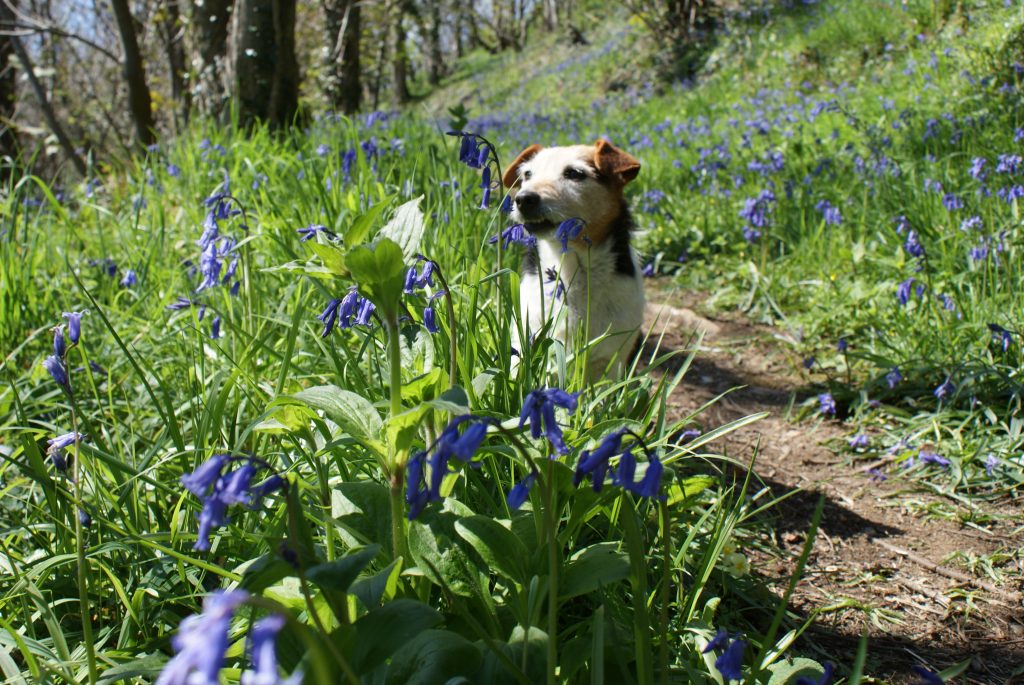 Bluebells, tulips and Easter eggs have arrived at Hartland Abbey ...